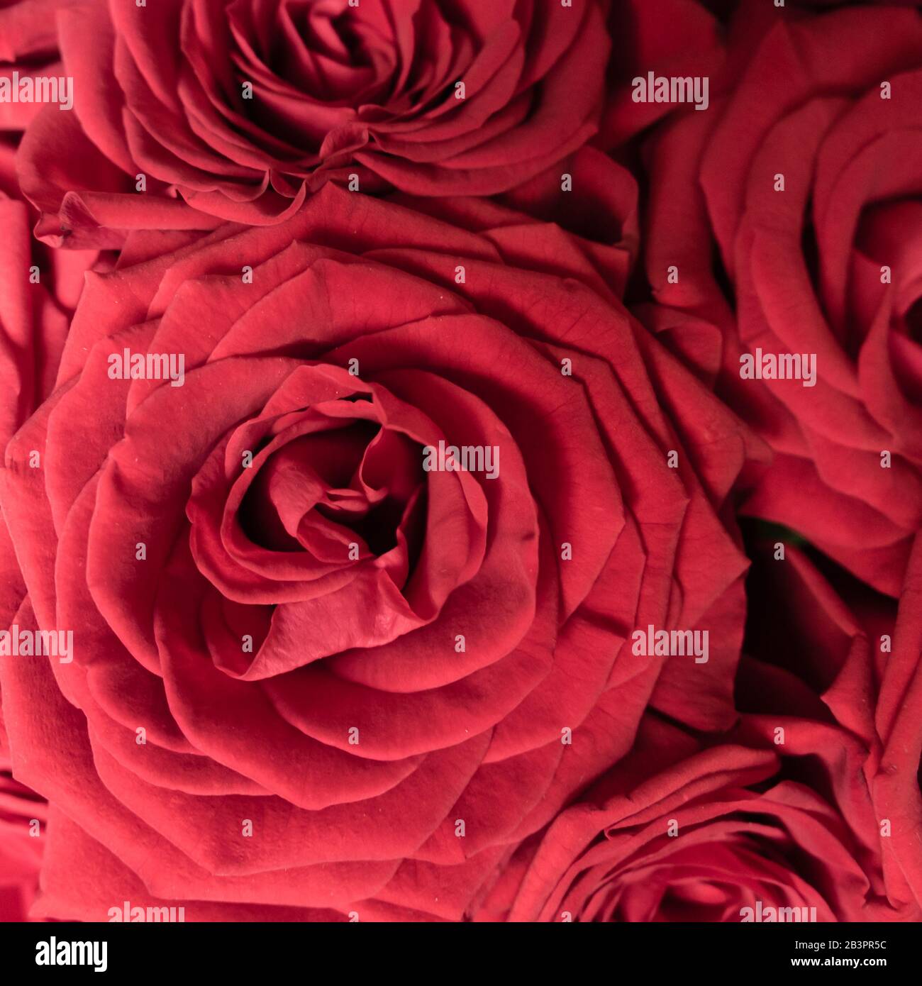 Selective soft focus, red rose bright background, bouquet of fresh ...