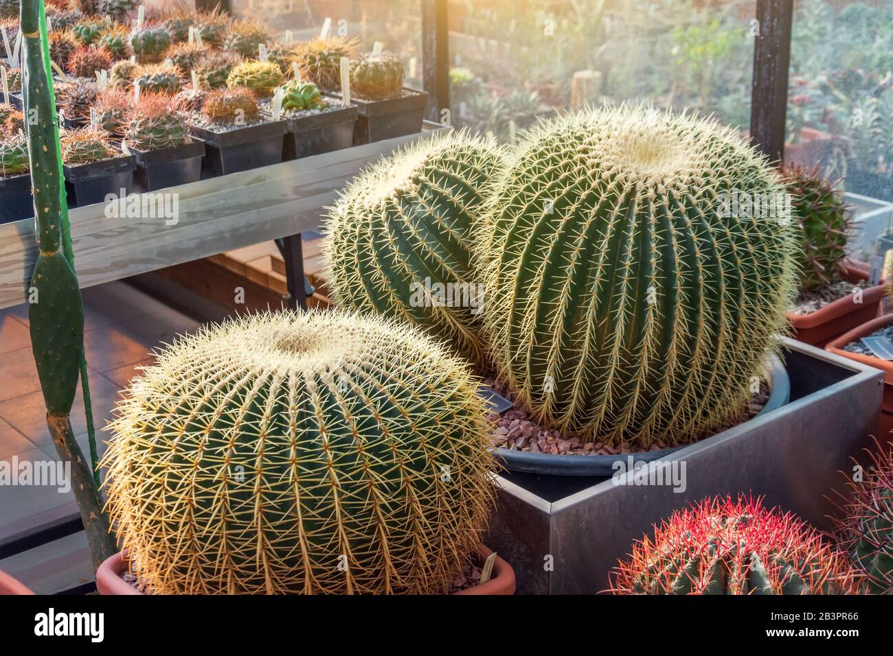Three large round cacti in a tropical desert greenhouse Stock Photo - Alamy