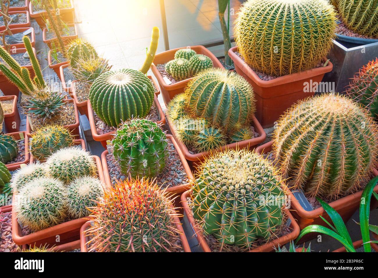 Cacti in pots large hi-res stock photography and images - Alamy