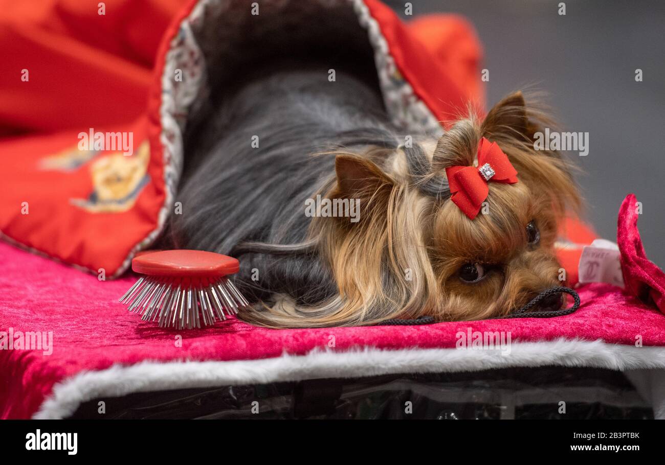 A Yorkshire Terrier during the first day of the Crufts Dog Show at the ...