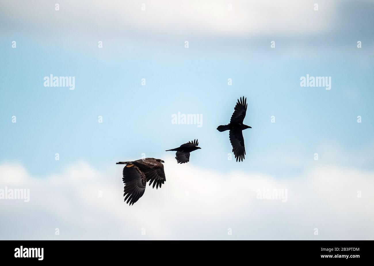 Raven and White tailed eagle in flight. Scientific name: Haliaeetus ...