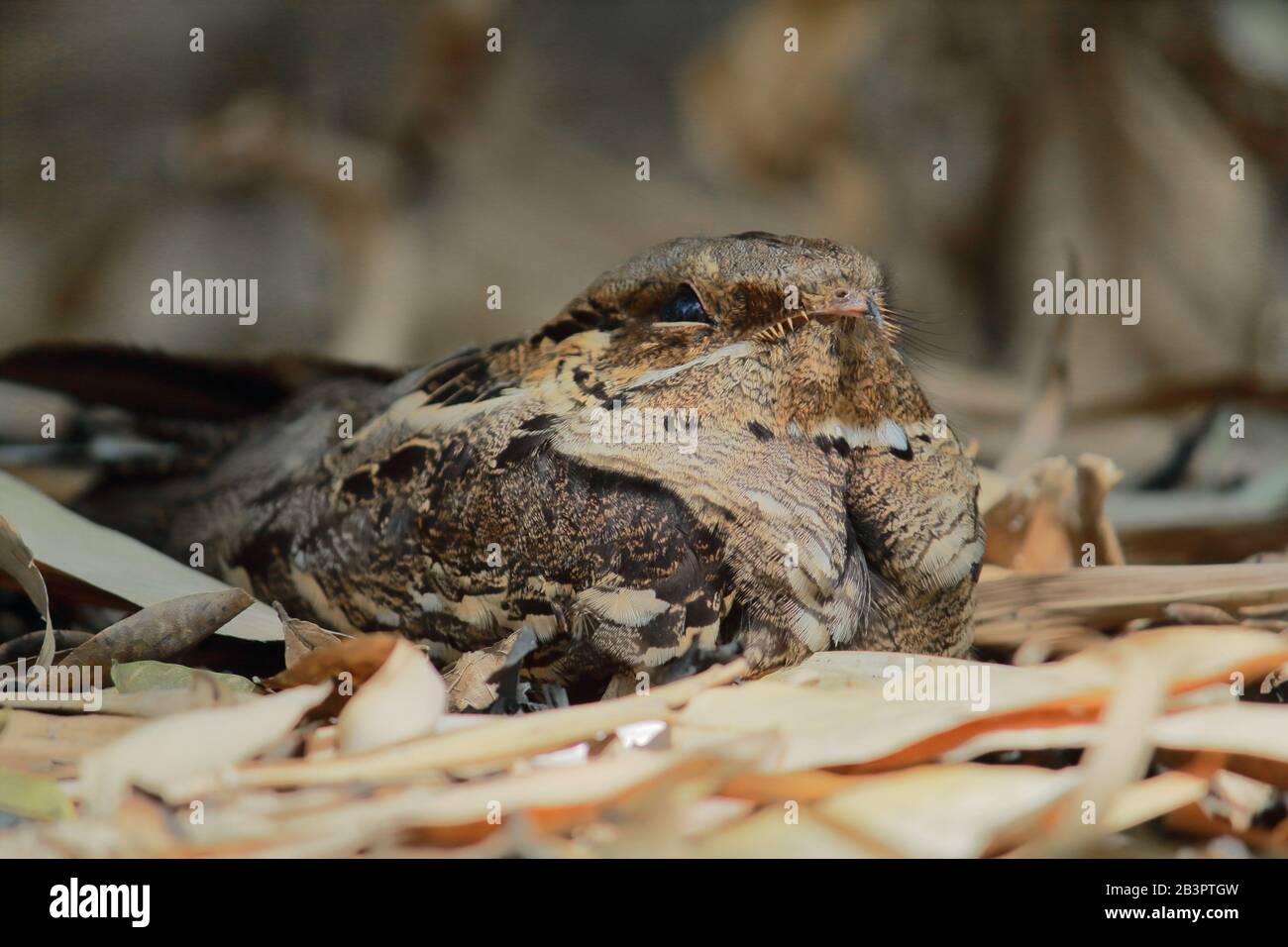 Male jungle nightjar hi-res stock photography and images - Alamy