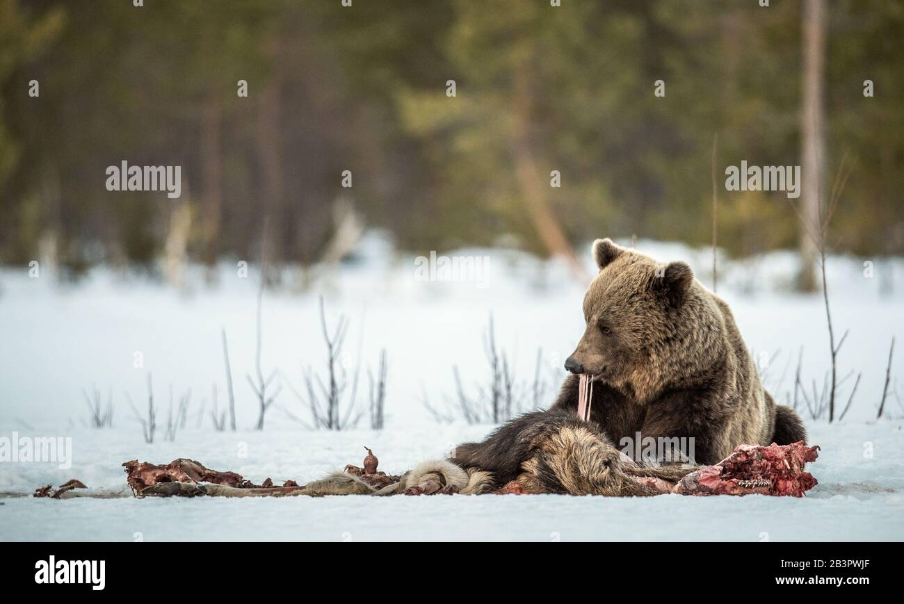Brown bear awoke from hibernation, eats the moose's corpse. A brown ...