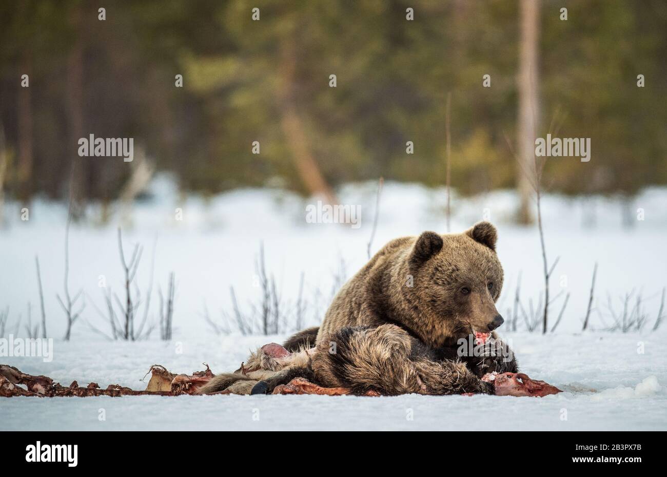 Brown bear awoke from hibernation, eats the moose's corpse. A brown ...