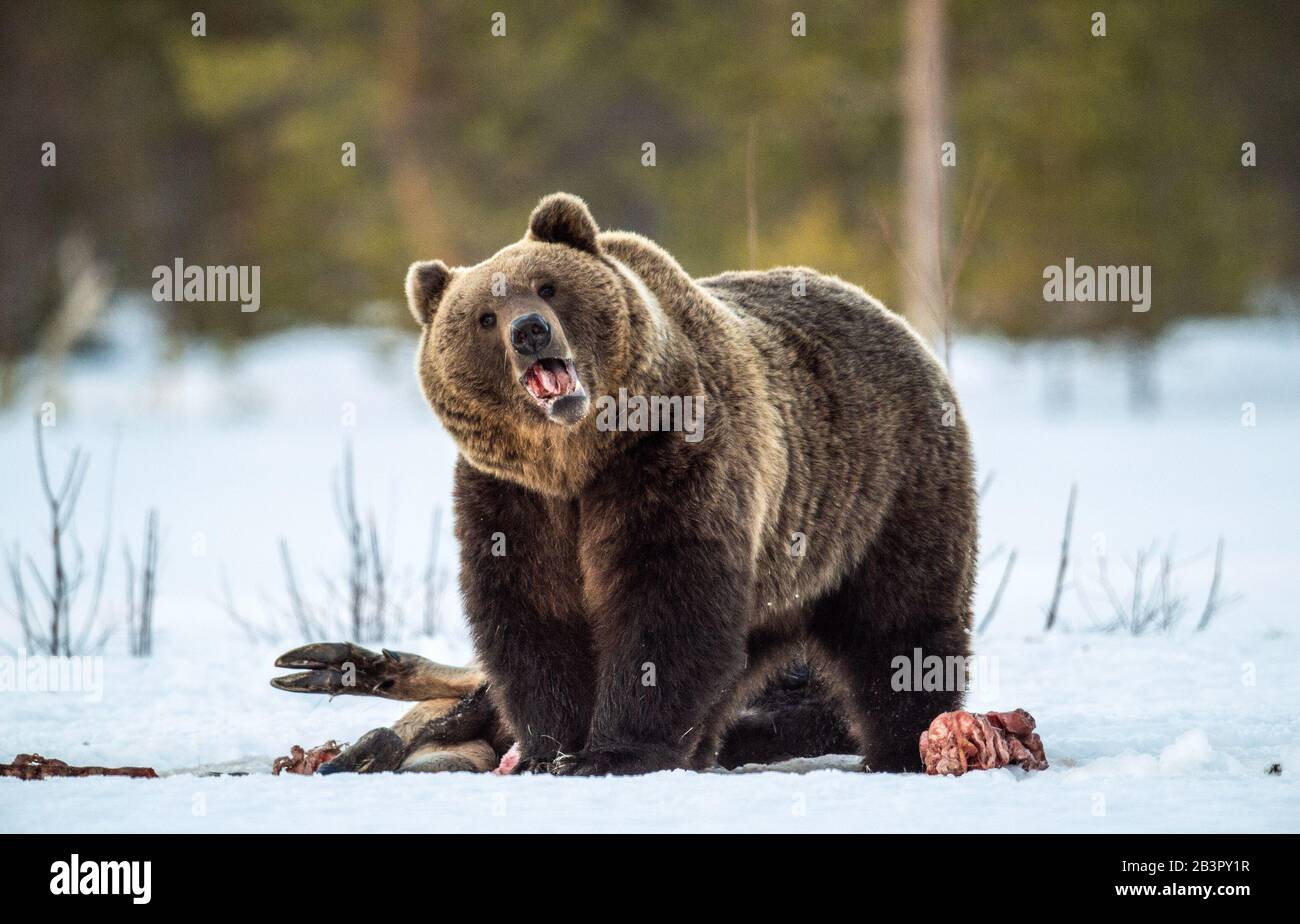 Brown bear awoke from hibernation, eats the moose's corpse. A brown ...