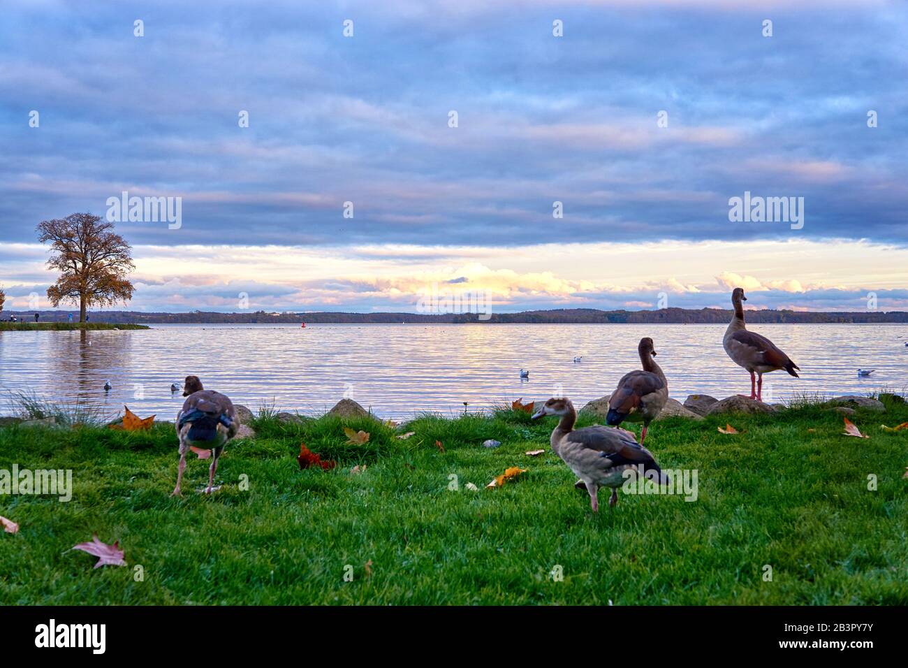 Egyptian goose eat at the lake. Beautiful natural scene with colorful ...