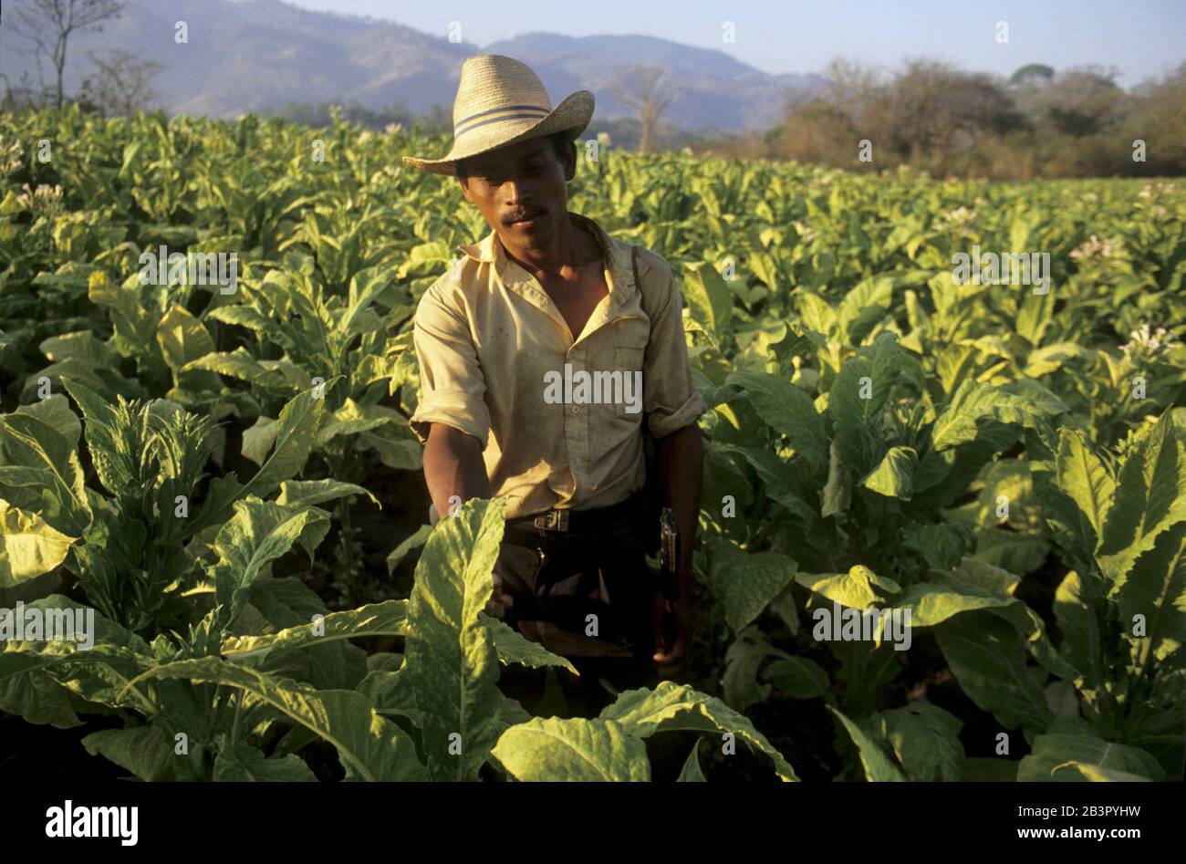 Copan, Honduras: Worker stands in a lush field of tobacco in the Copan ...