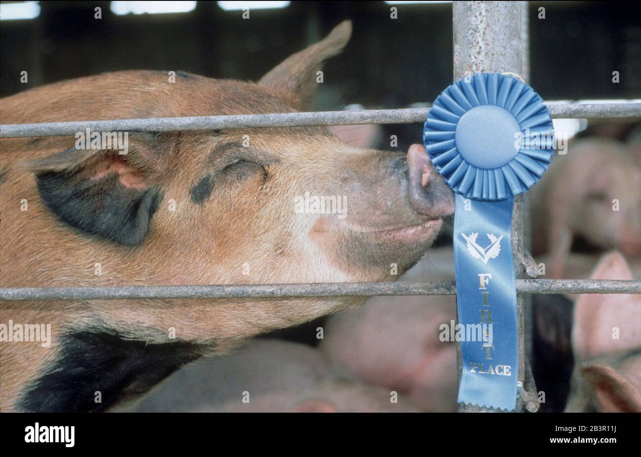 Texas show pigs hi-res stock photography and images - Alamy