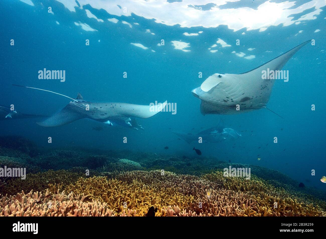 Tauchen baja hi-res stock photography and images - Alamy