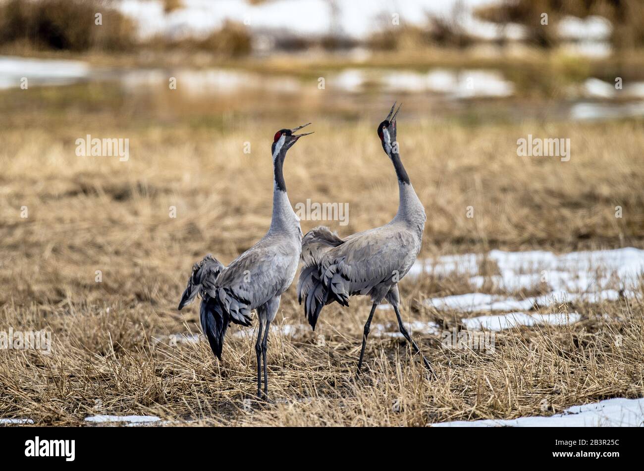 Cranes doing mating dance in a field during the spring season. Common ...