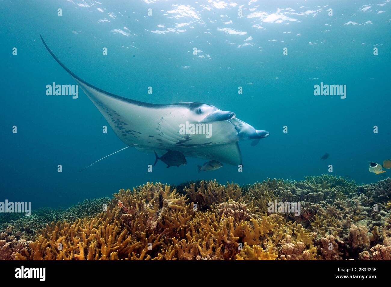 Intaktes hi-res stock photography and images - Alamy