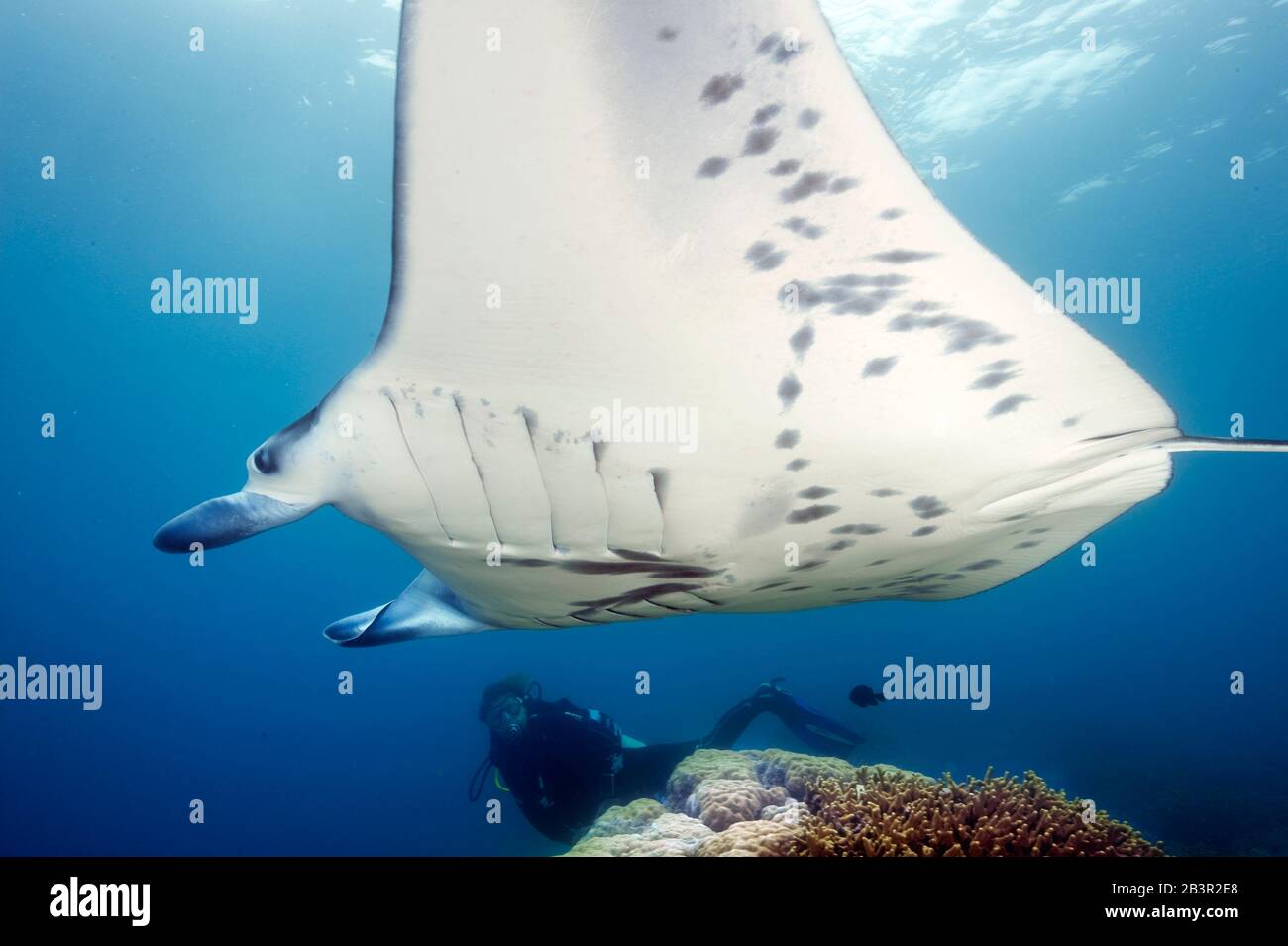 Riesenmanta, Manta (Manta birostris), Mantarochen,Teufelsrochen, Yap ...