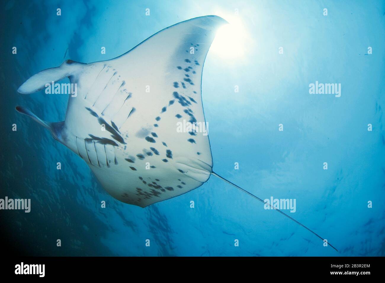 Riesenmanta, Manta (Manta birostris), Mantarochen,Teufelsrochen, Rotes ...