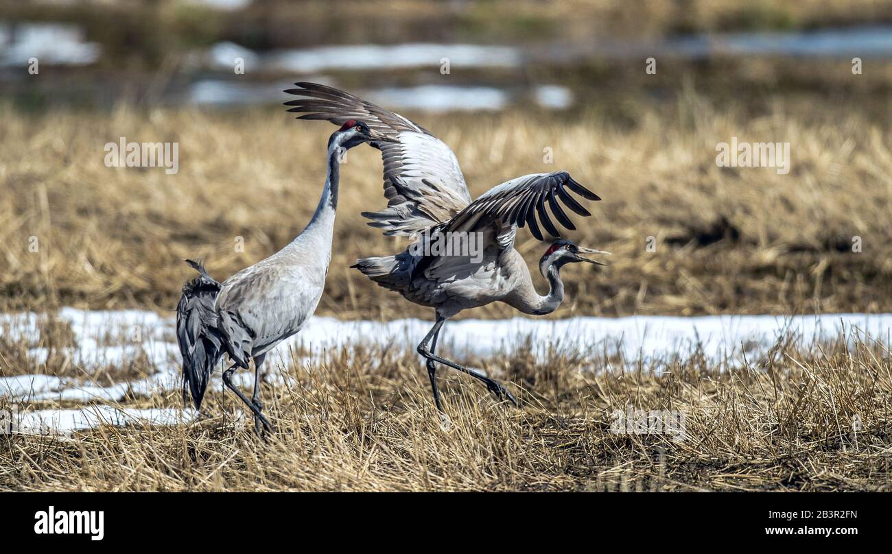 Cranes doing mating dance in a field during the spring season. Common ...