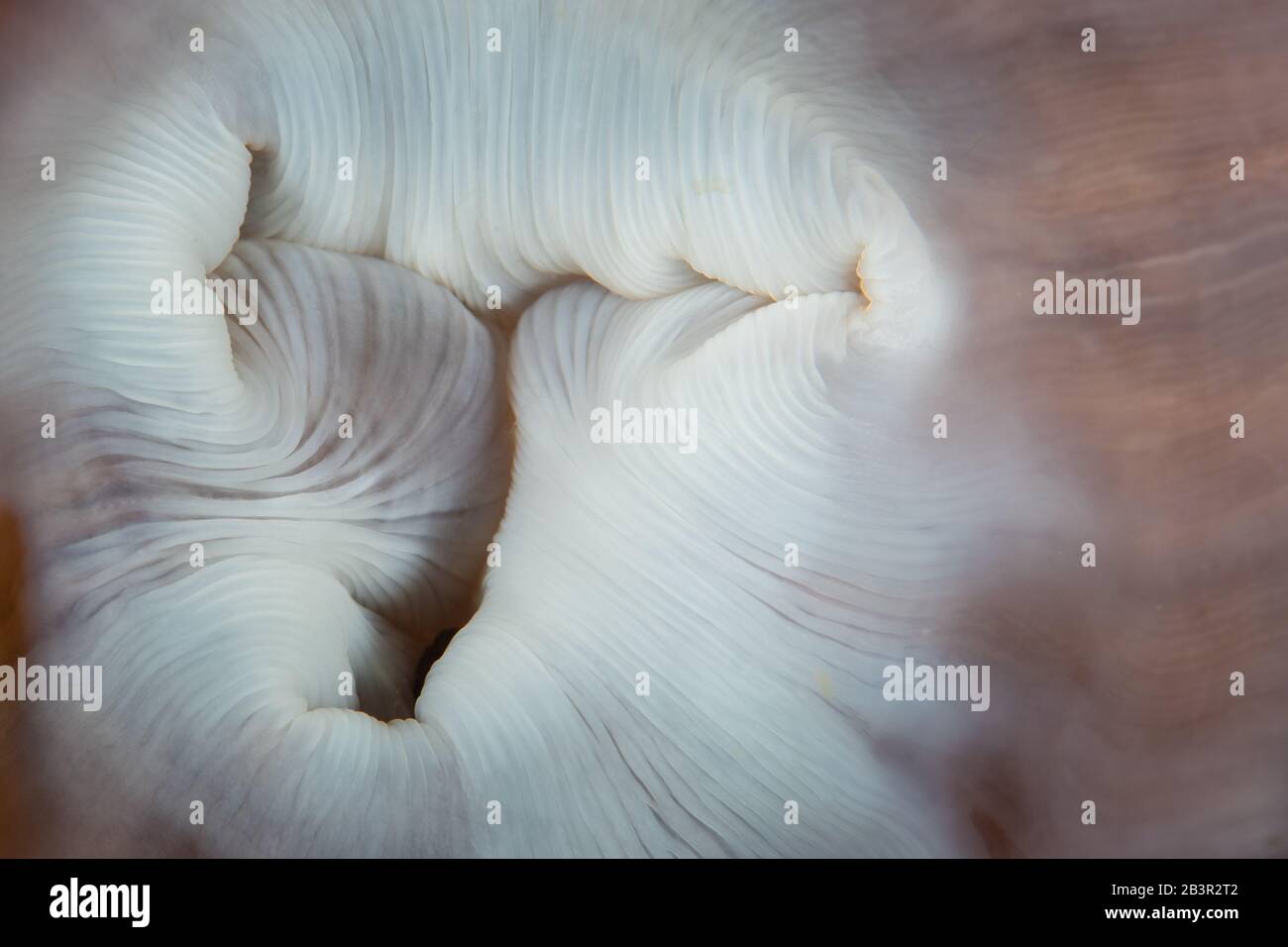 Detail of the mouth of a Magnificent anemone, Heteractis magnifica ...