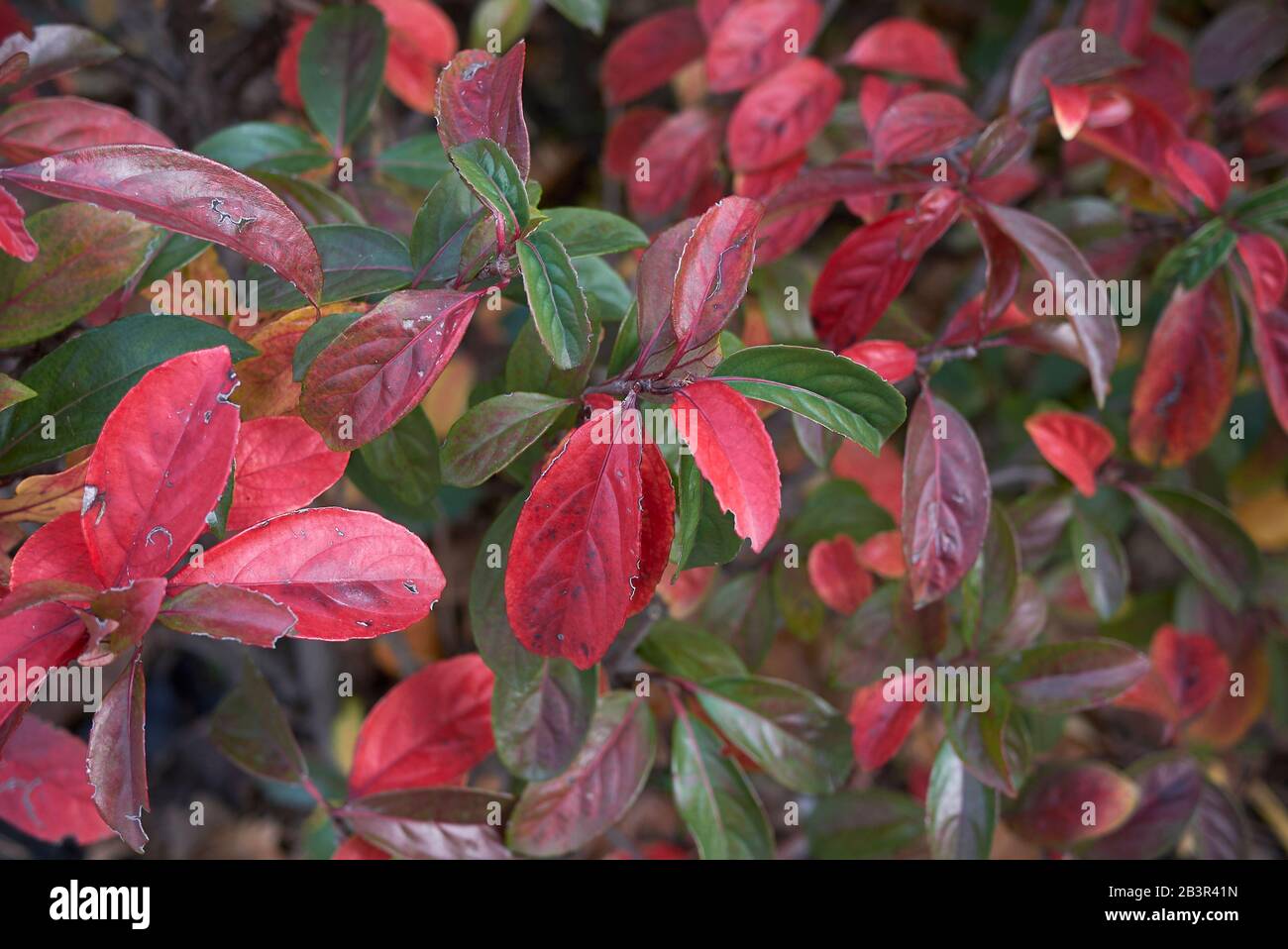 red foliage of Viburnum odoratissimum shrub Stock Photo - Alamy