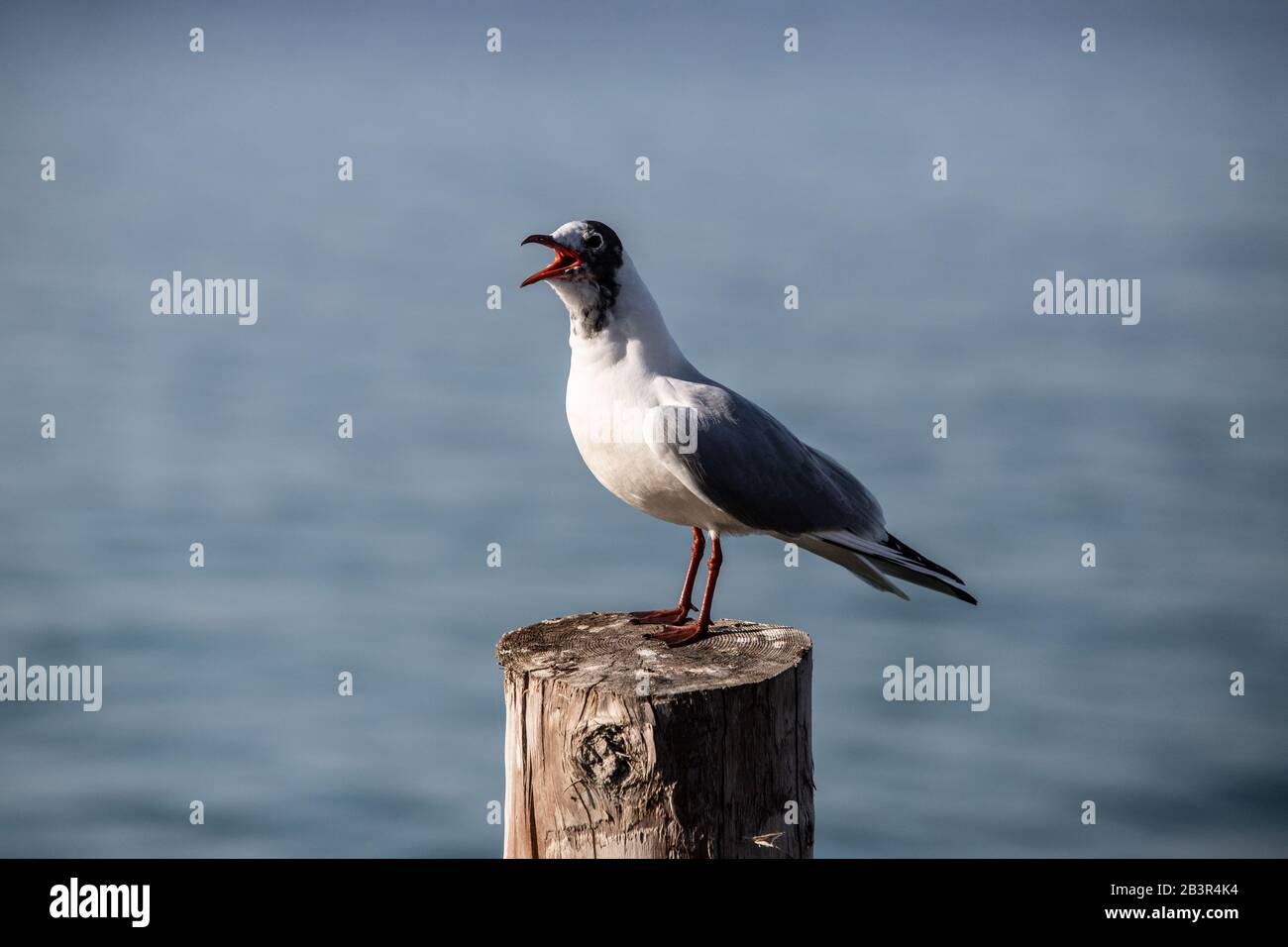 crying sea gull on a dolphin Stock Photo - Alamy