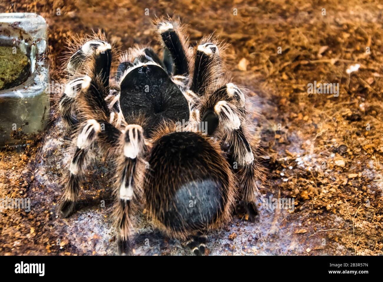 Huge brazilian whiteknee tarantula fluffy, hairy spider sits on the ...