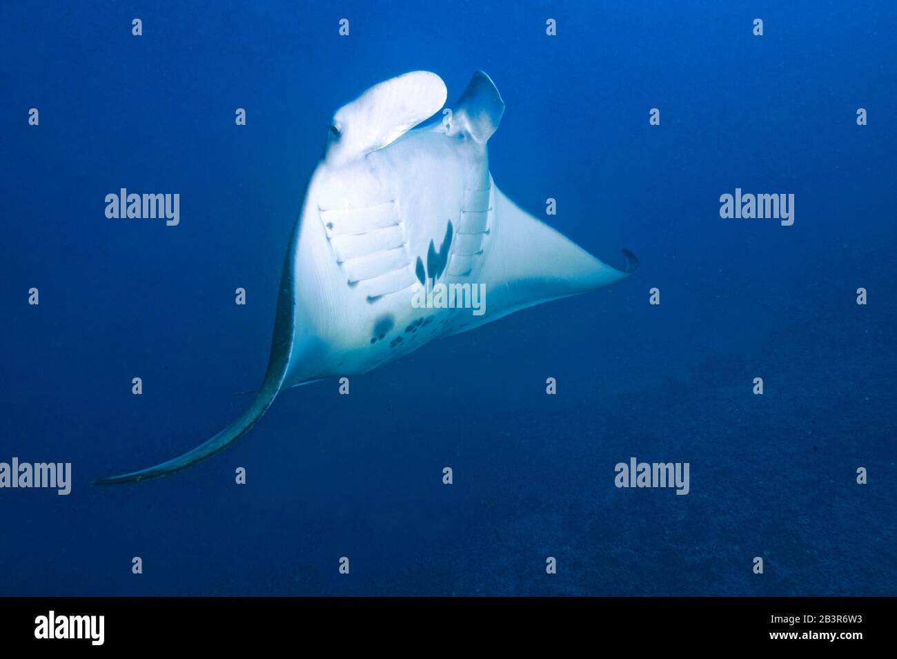 Riesenmanta, Manta (Manta birostris), Mantarochen,Teufelsrochen, Rotes ...