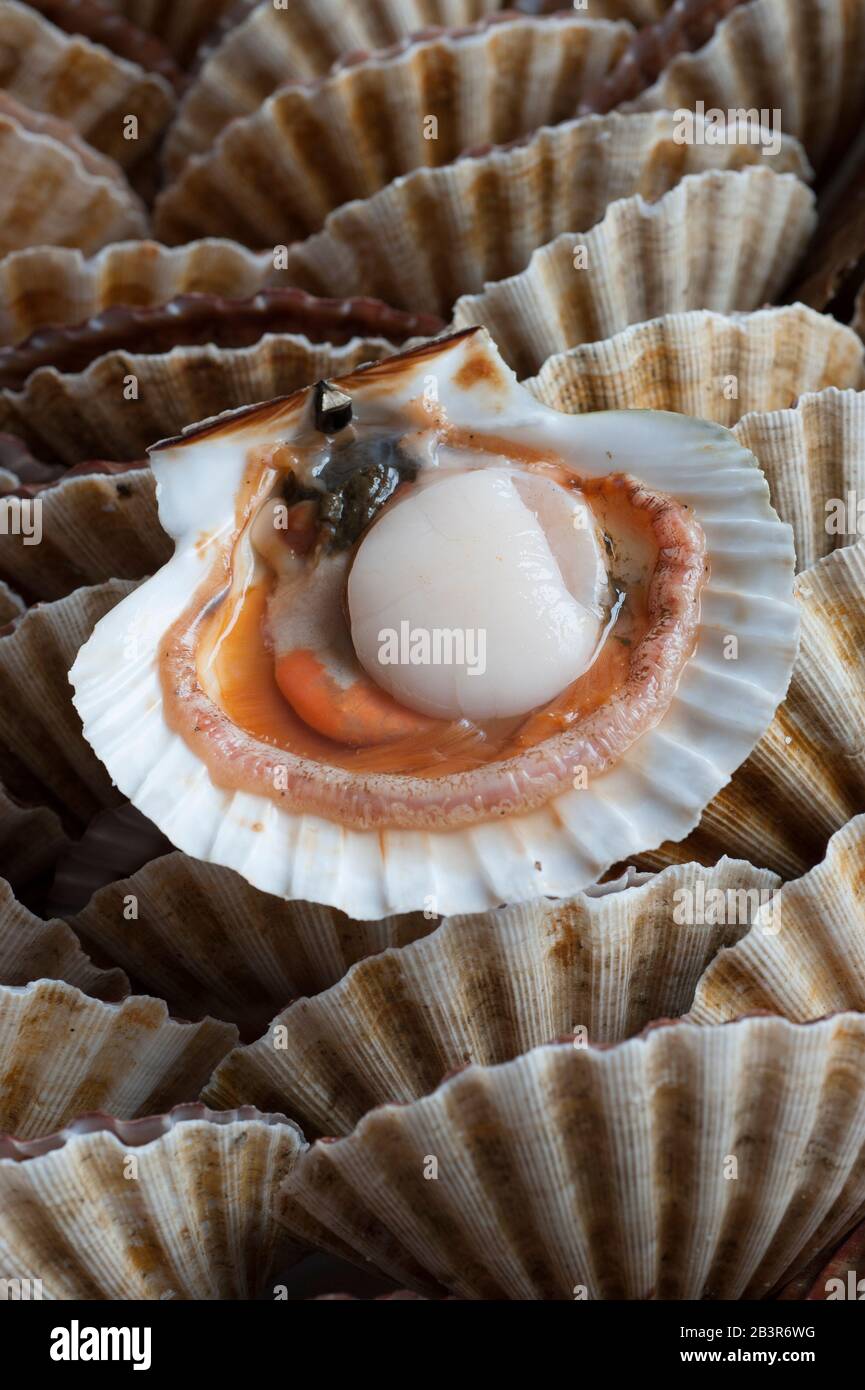 Raw scallop in open shell Stock Photo - Alamy