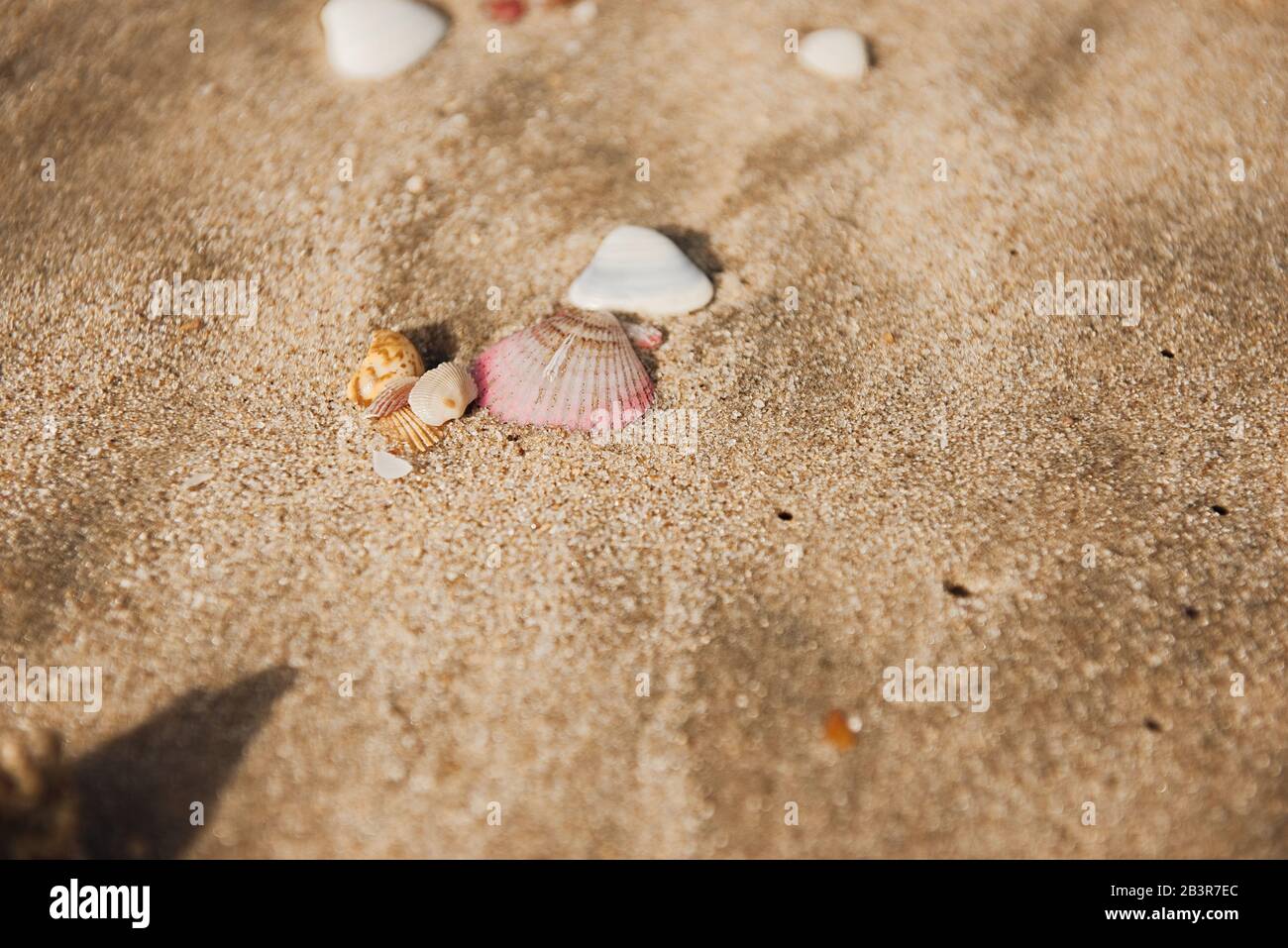 Close up of beach sand with lots of sea shells. Golden hour Stock Photo ...