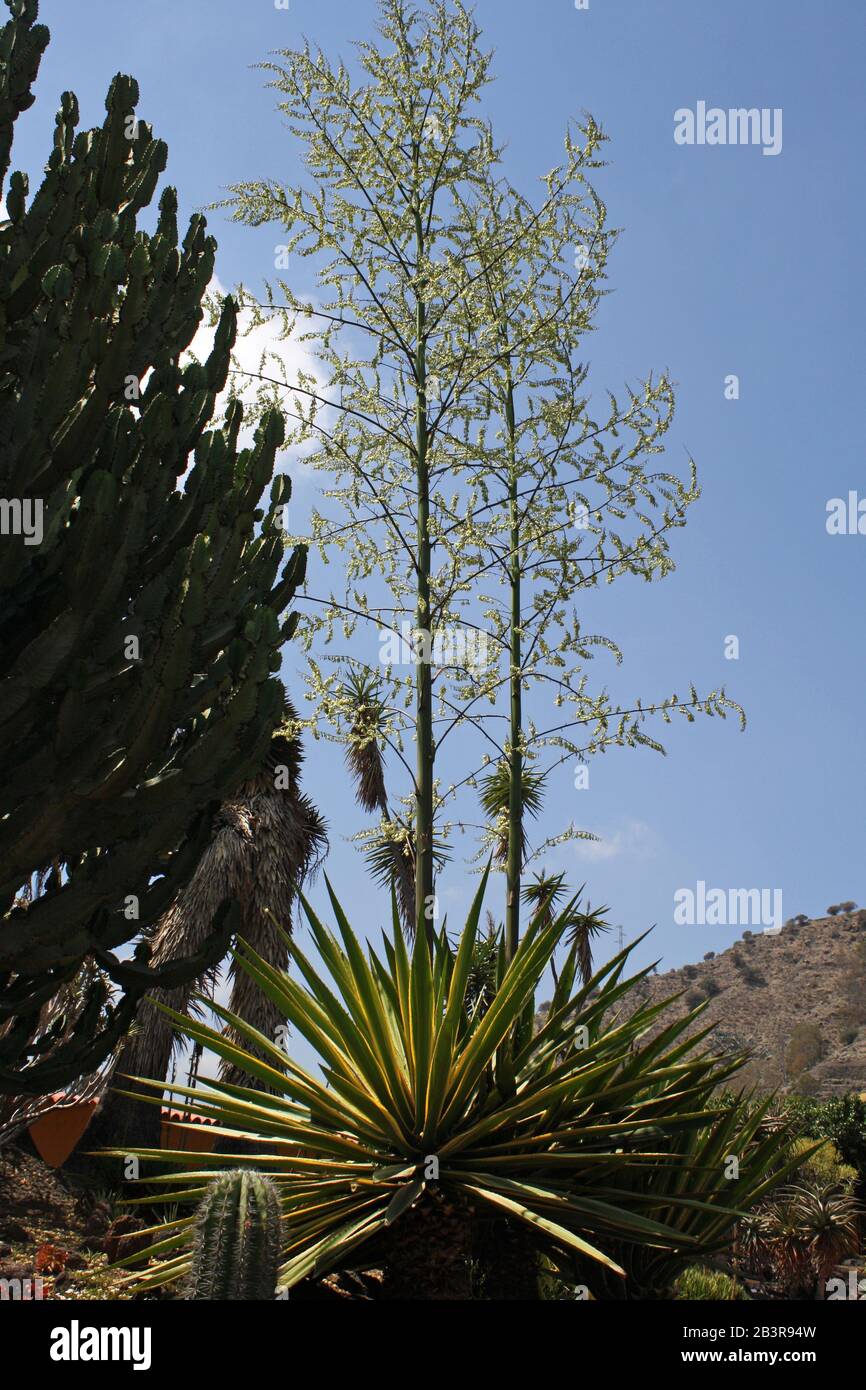 agave furcraea foetida Stock Photo - Alamy