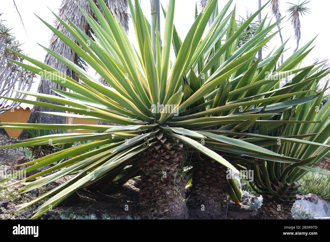 agave furcraea foetida Stock Photo - Alamy
