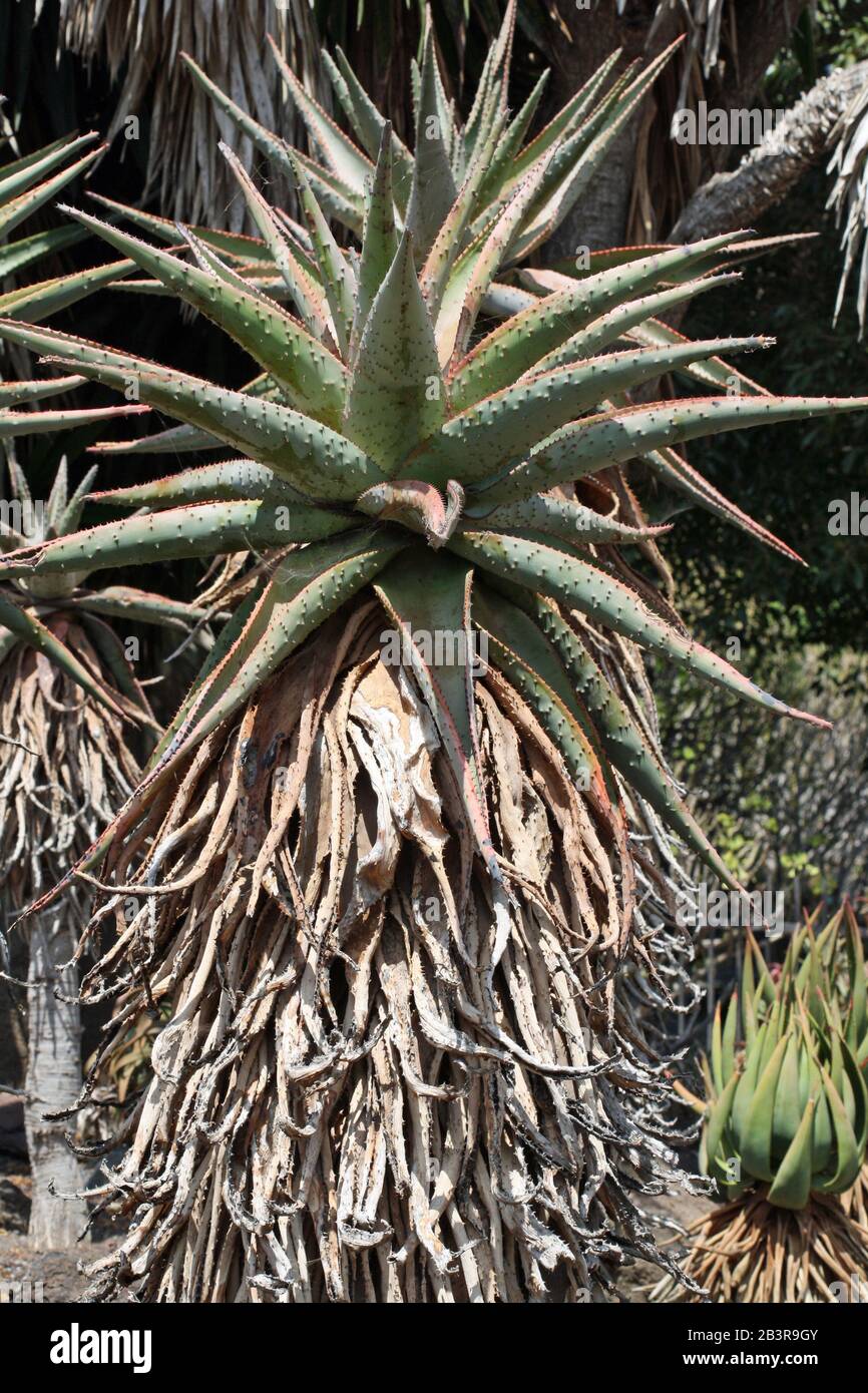 Aloe marlothii aloe hi-res stock photography and images - Alamy