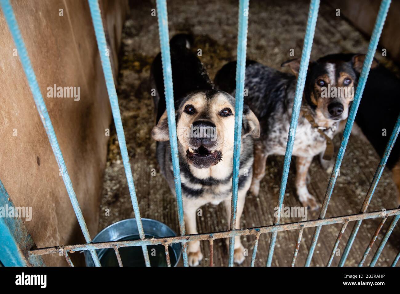 Scared dogs house hi-res stock photography and images - Alamy