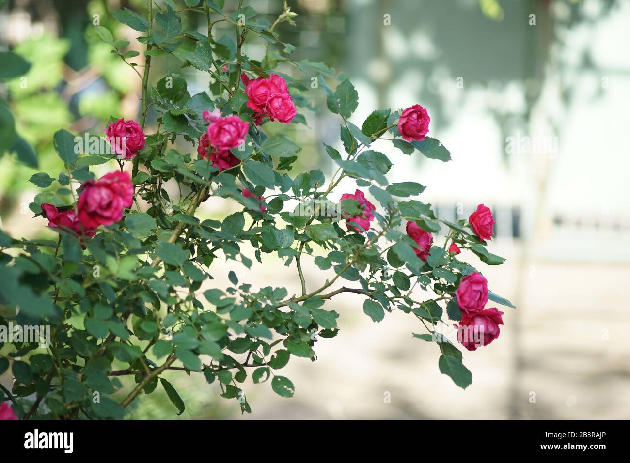 magenta bush roses flowers in sunny summer yard Stock Photo - Alamy