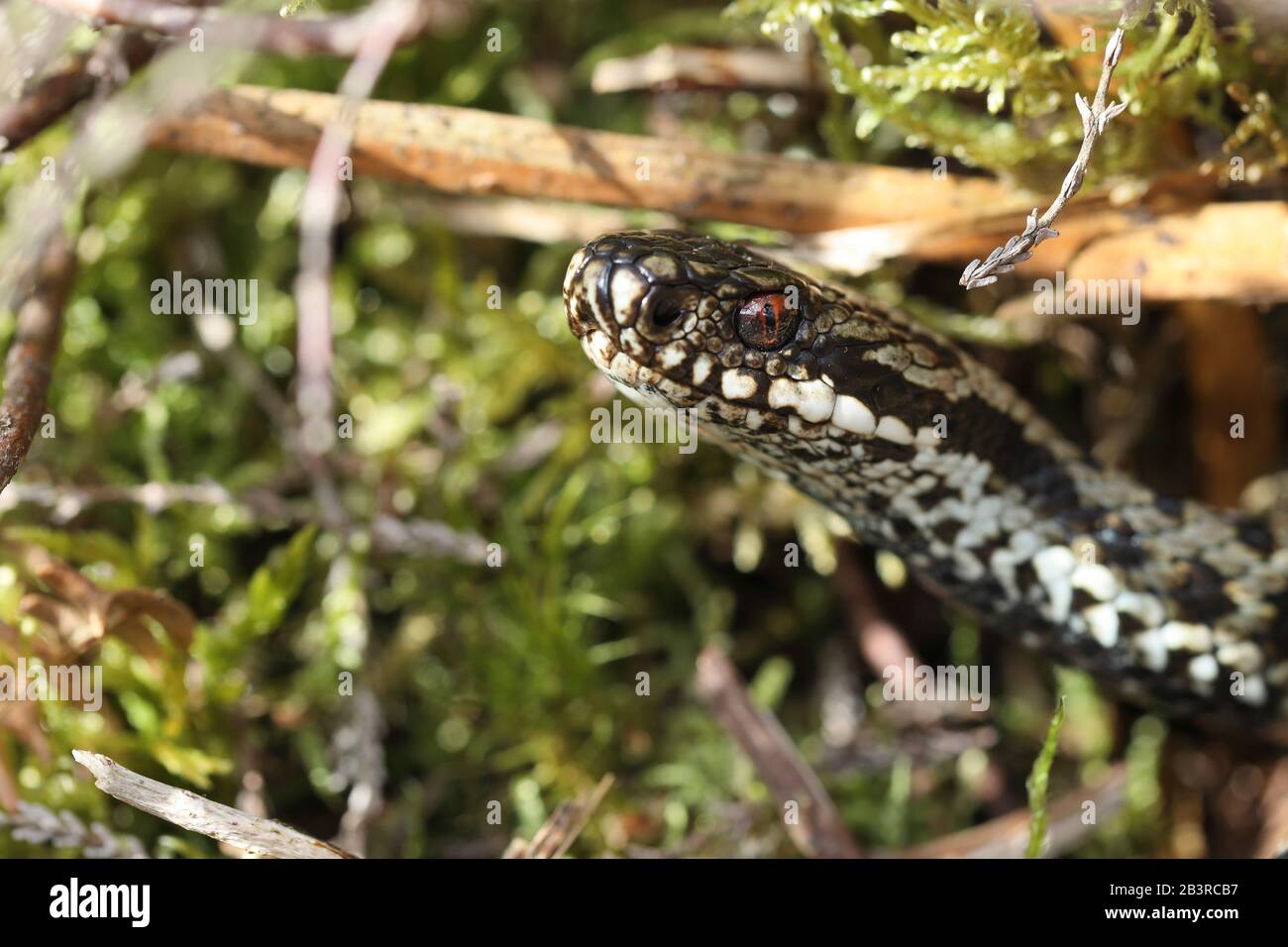 Adder bite hi-res stock photography and images - Alamy