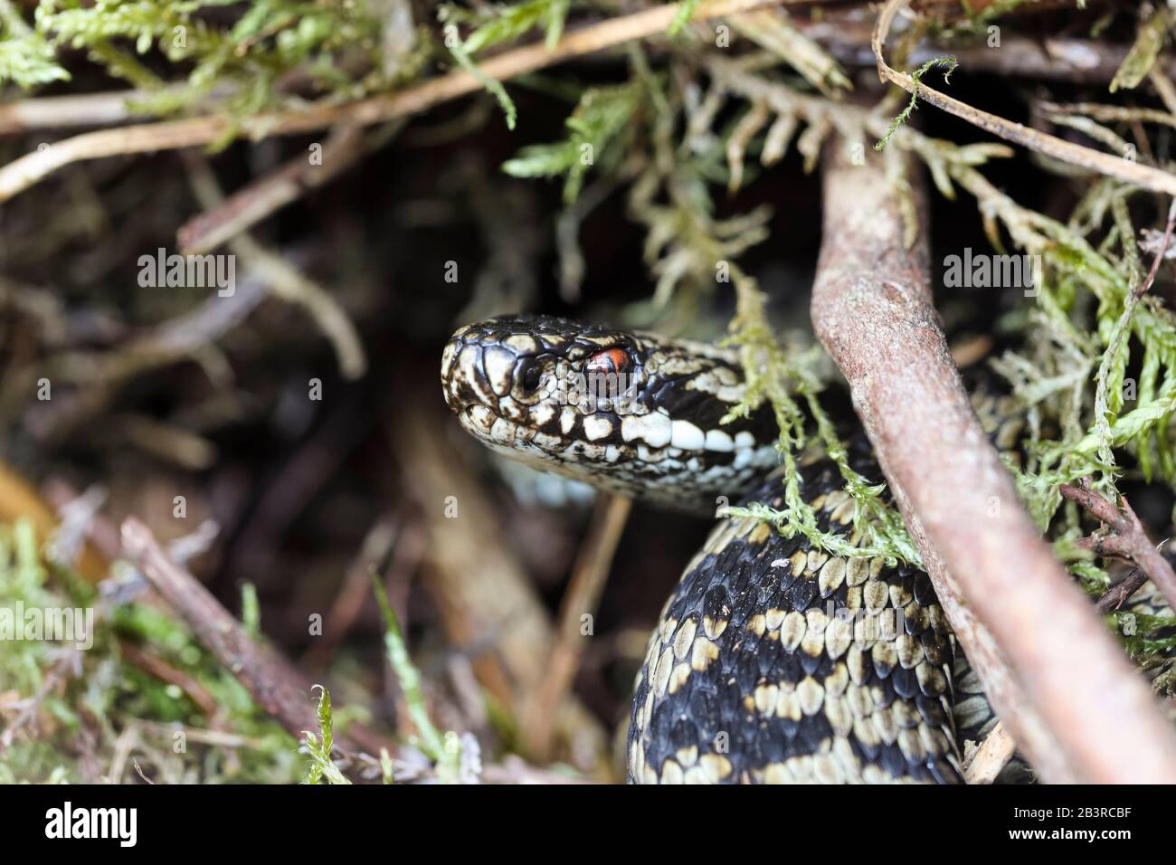 Adders snake uk hi-res stock photography and images - Alamy