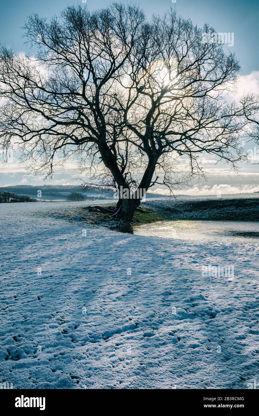 Trees next to pond hi-res stock photography and images - Alamy
