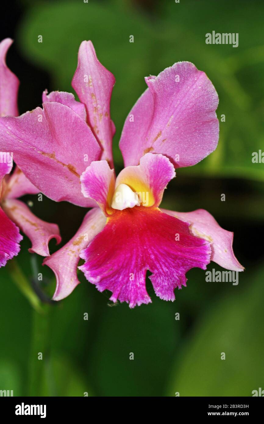 Cattleya orchidee hi-res stock photography and images - Alamy
