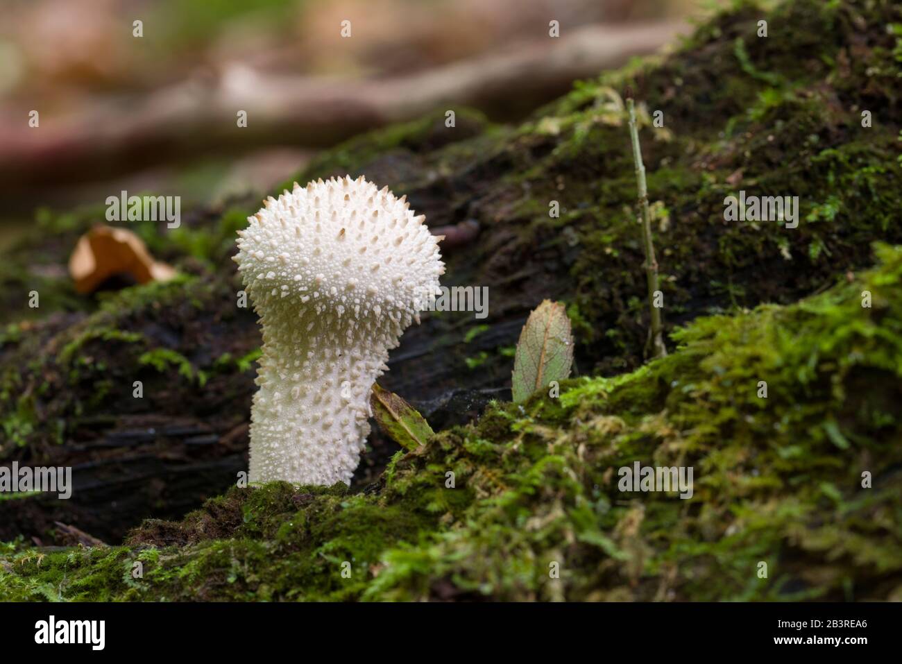 Common Puffball (Lycoperdon perlatum) mushrooms growing on dead wood ...