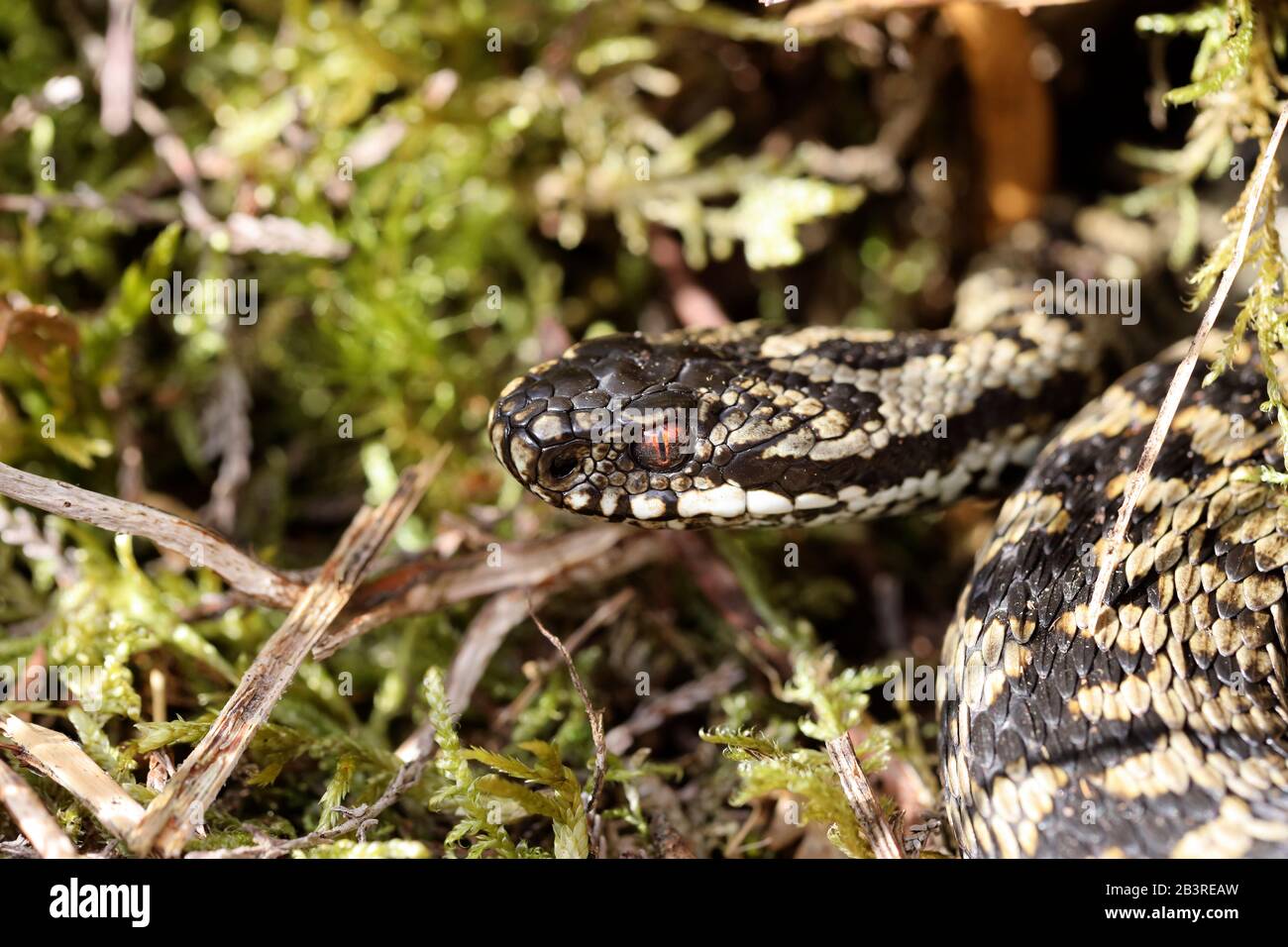 Warm weather snake hi-res stock photography and images - Alamy