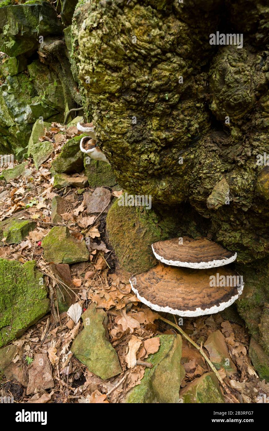 Artist's Bracket (Ganoderma applanatum) fungs growing on a tree. Also ...