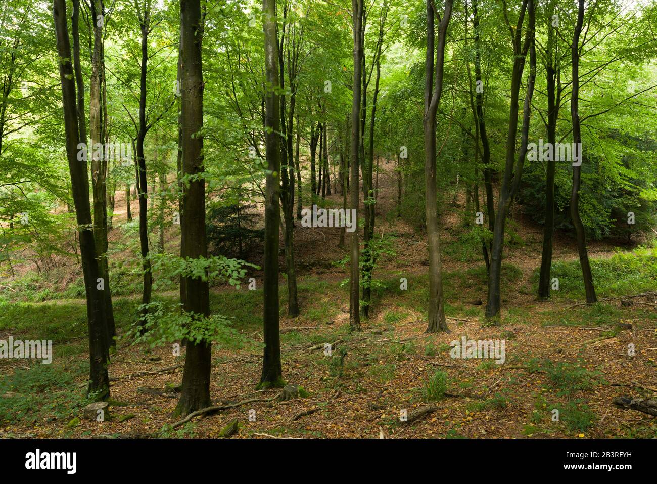 Beech trees in a broadleaf woodland at Goblin Combe in early autumn ...
