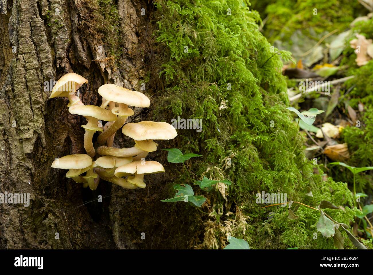 The parasitic Honey Fungus (Armillaria mellea) mushrooms growing at the ...