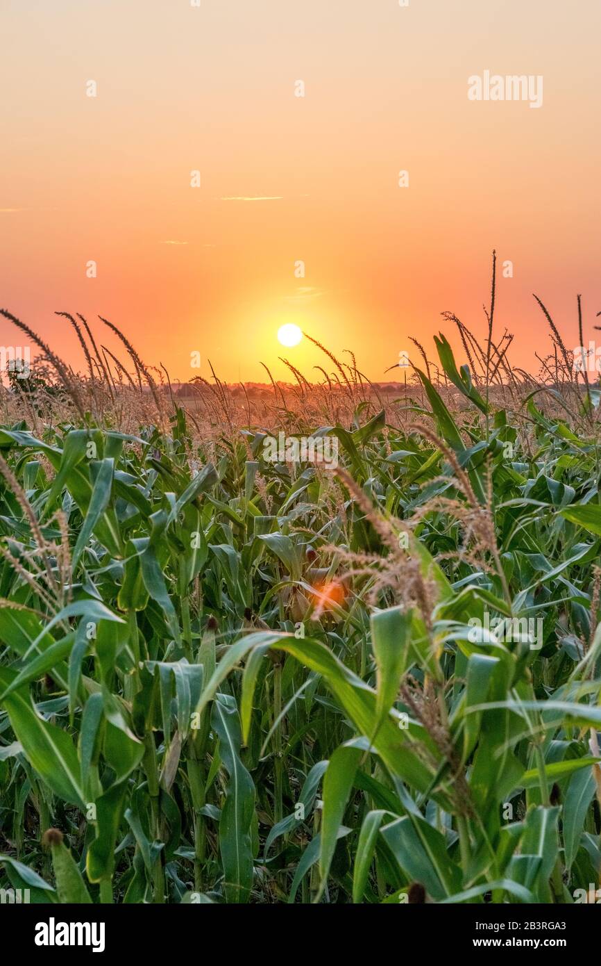 Beautiful green corn field at sunset. Corn field at sunset with ...