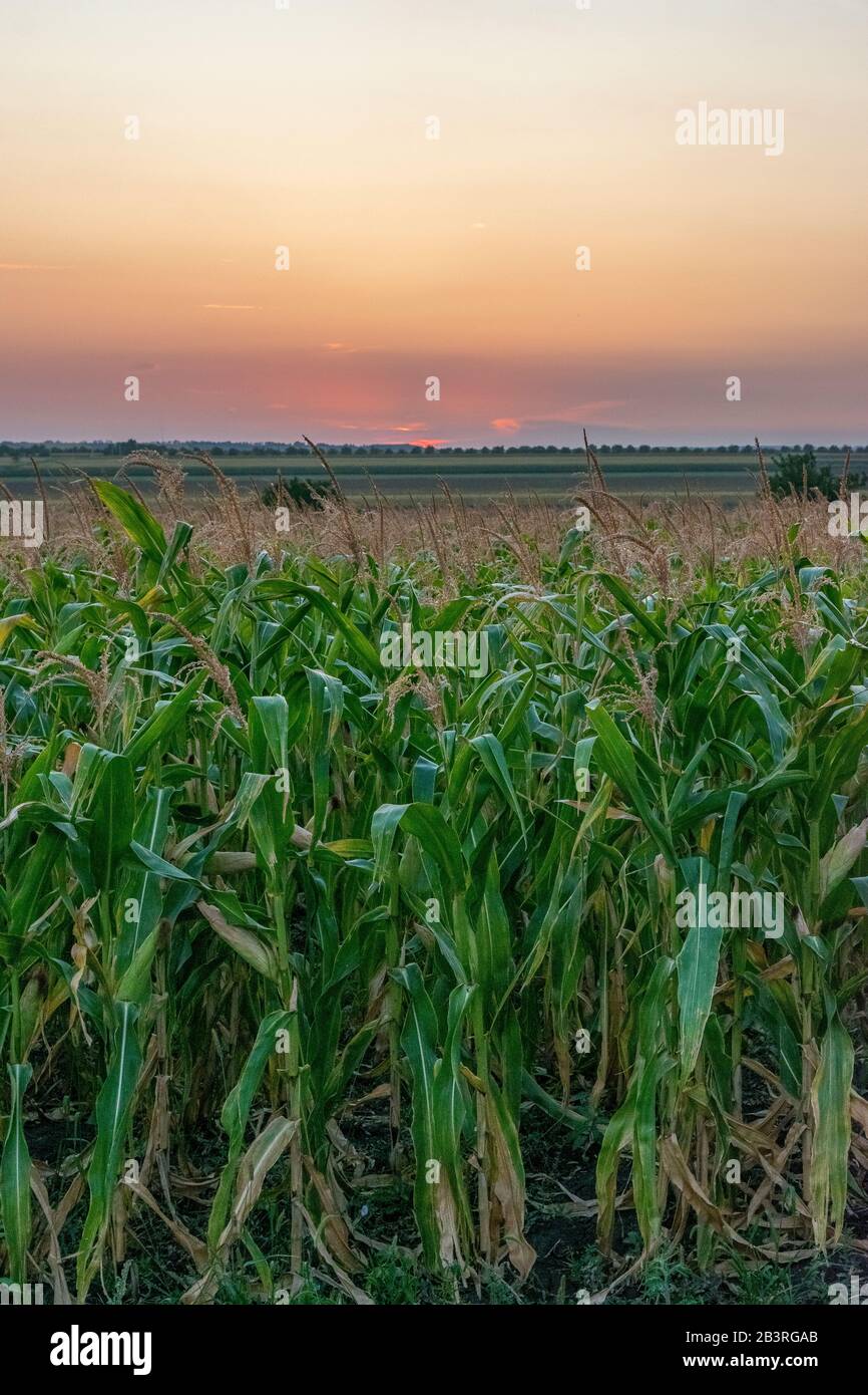 Beautiful green corn field at sunset. Corn field at sunset with ...