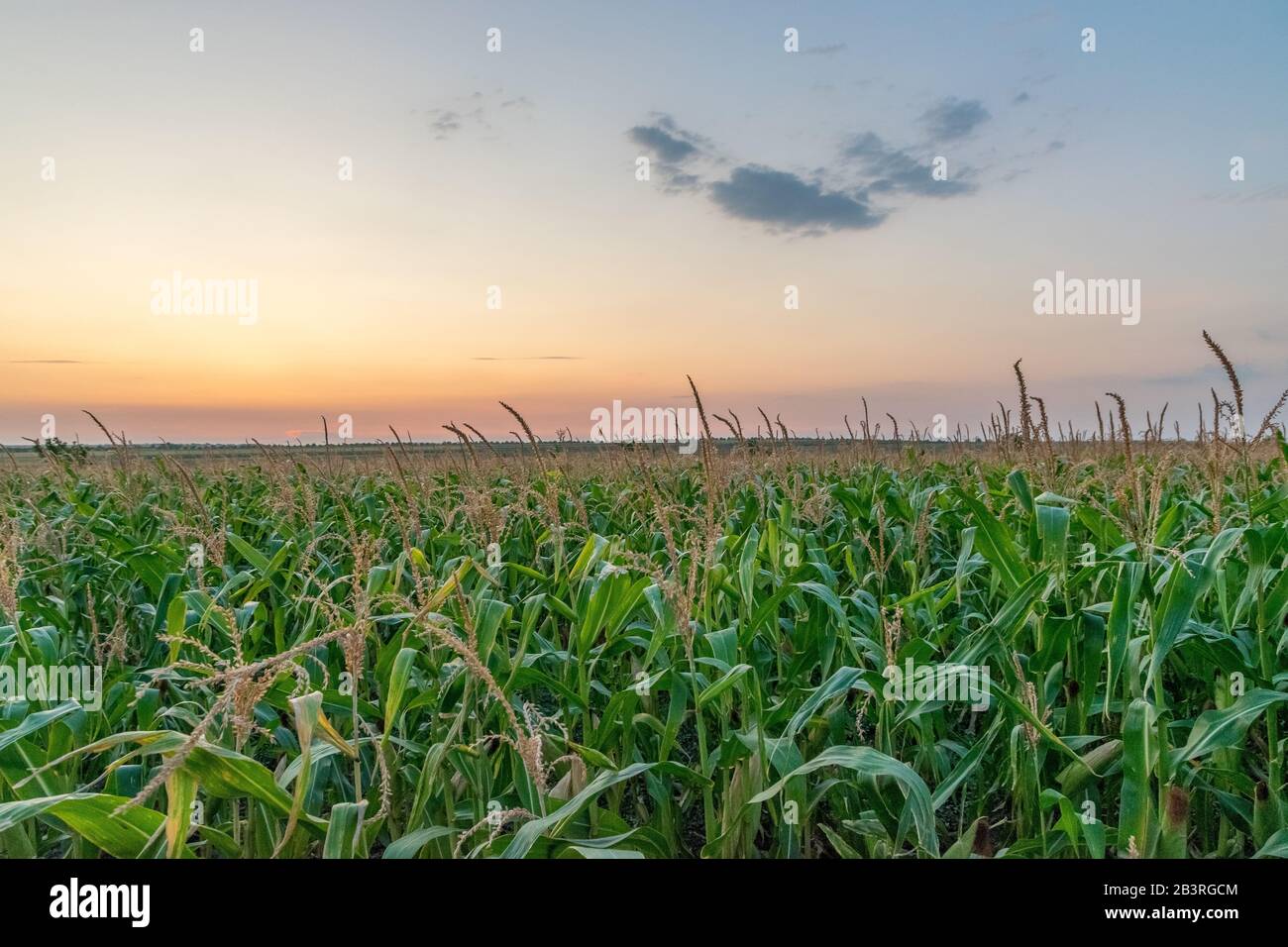 Beautiful green corn field at sunset. Corn field at sunset with ...