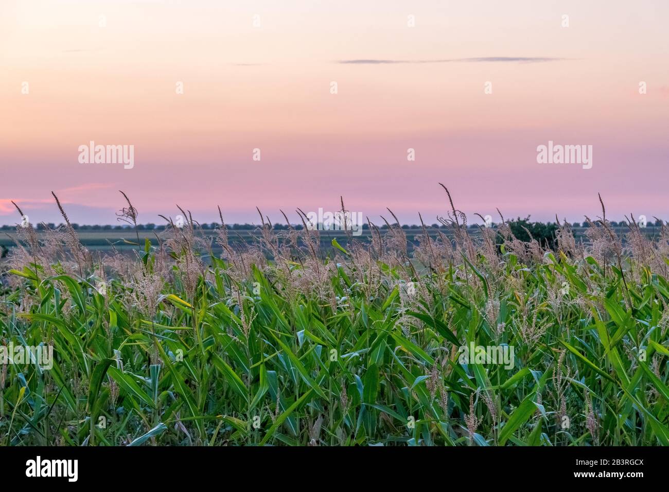 Beautiful green corn field at sunset. Corn field at sunset with ...