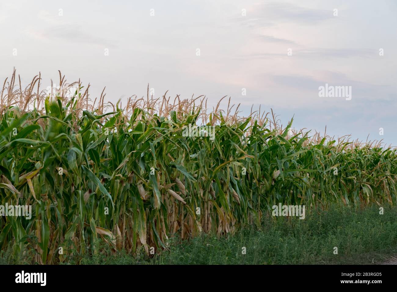 Corn field in summer light hi-res stock photography and images - Alamy