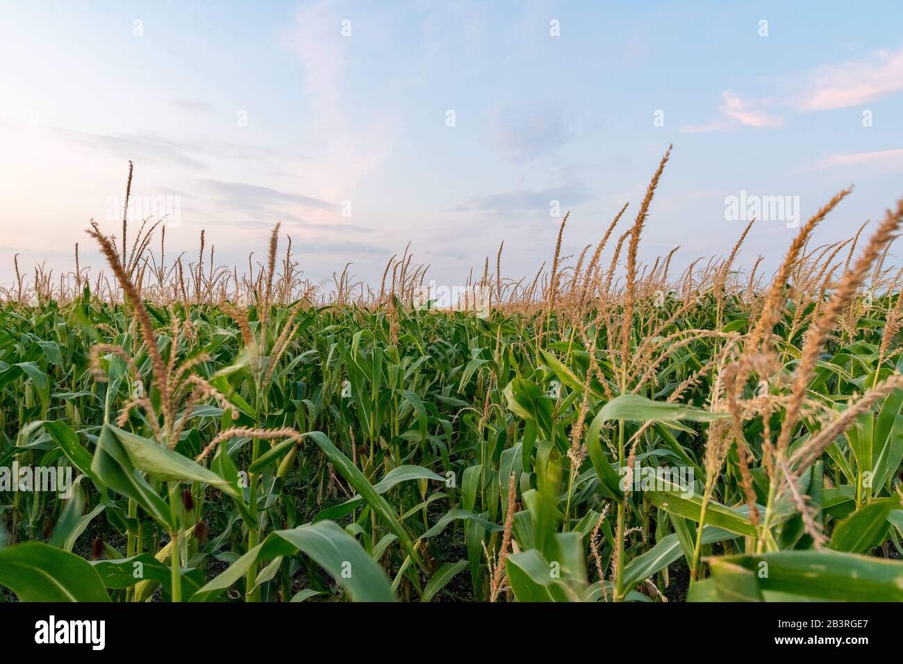 Beautiful green corn field at sunset. Corn field at sunset with ...