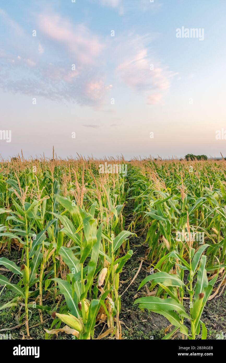 Beautiful green corn field at sunset. Corn field at sunset with ...