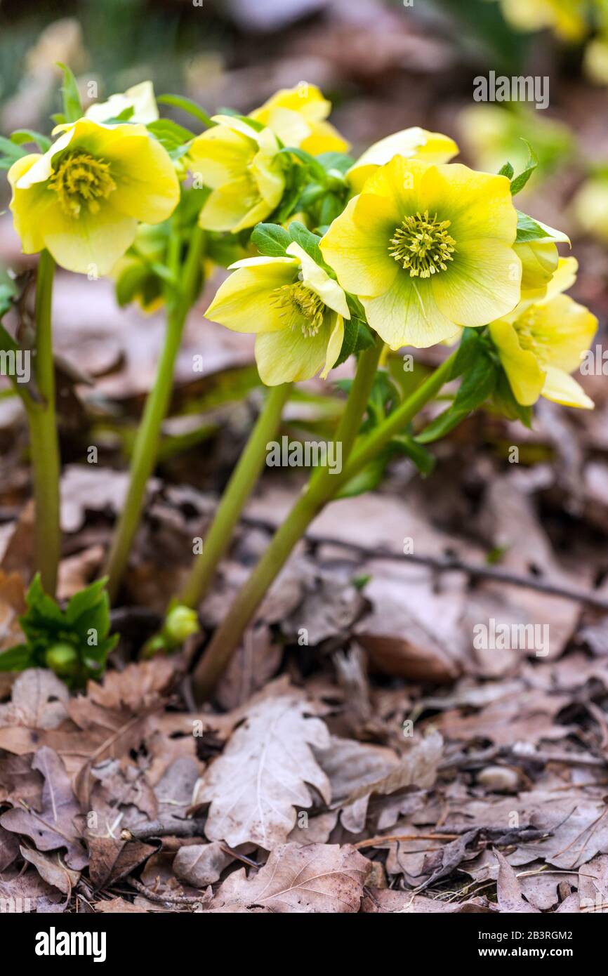 Yellow Lenten rose Helleborus orientalis 'SP Sally' in a garden ...