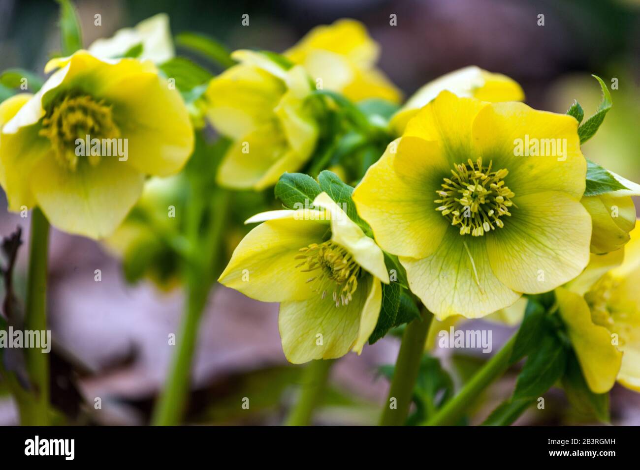 Hellebore helleborus sp hi-res stock photography and images - Alamy