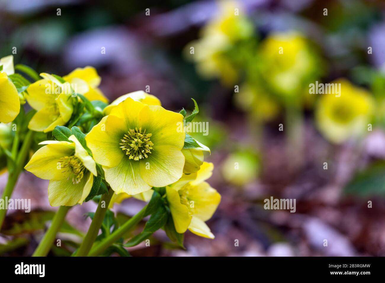 Yellow Lenten rose Helleborus orientalis 'SP Sally' in a garden ...