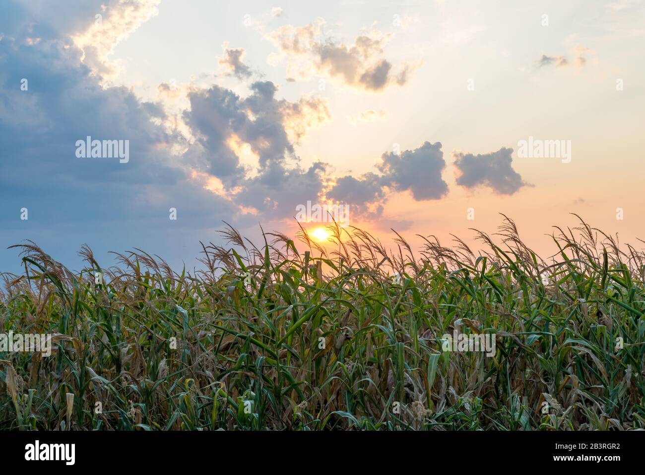 Beautiful green corn field at sunset. Corn field at sunset with ...